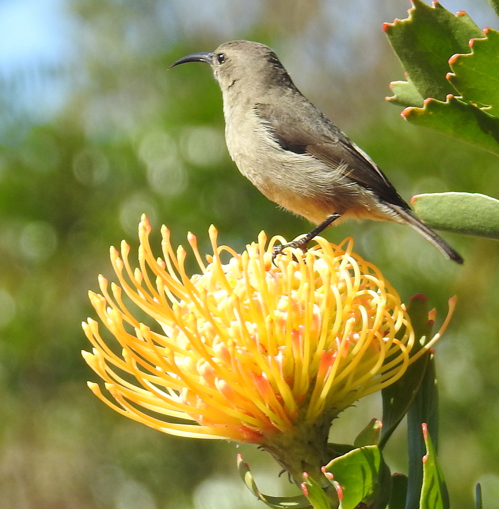 Fynbos Southern Double-Collared Sunbird from Garden Route Botanical ...