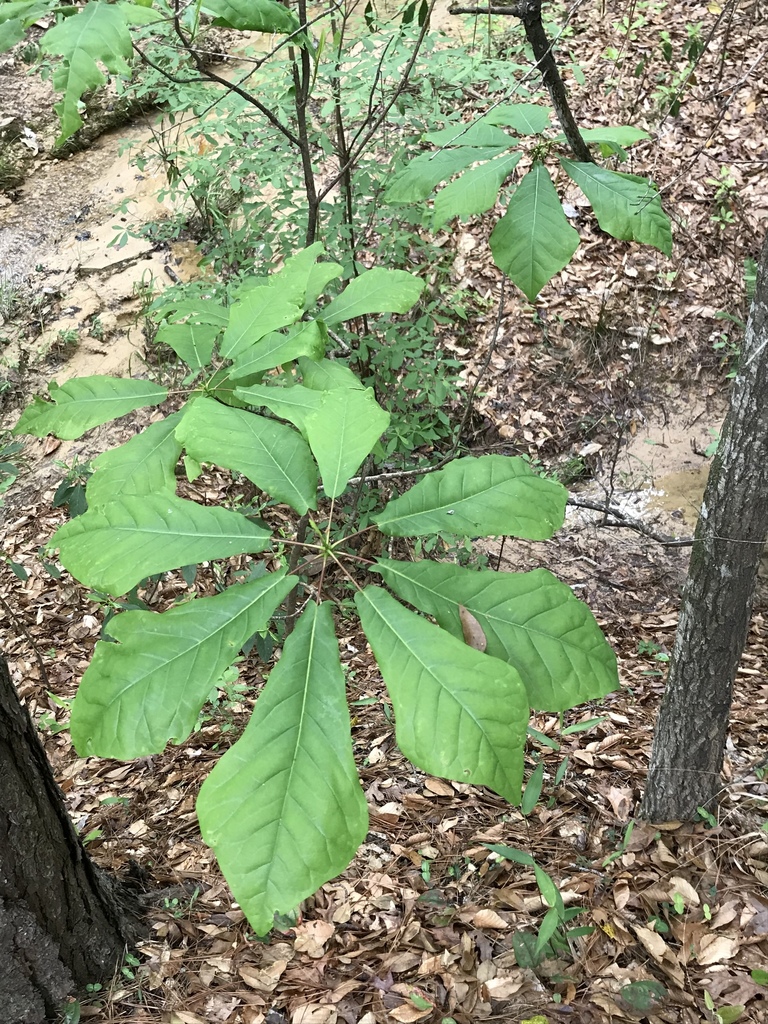 Pyramid Magnolia (Magnolia fraseri pyramidata) - Botanical Realm