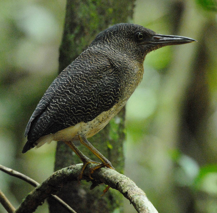 Zigzag Heron (Zebrilus undulatus) - Avian Discovery