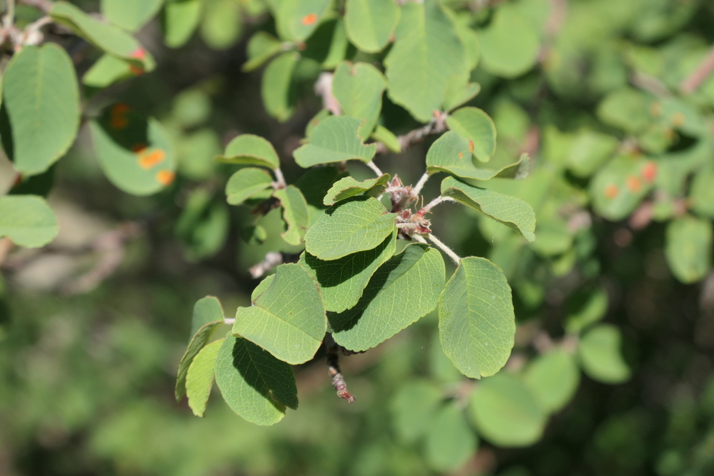 Snowy Mespilus from Huesca, Spain on August 6, 2021 at 05:45 PM by ...