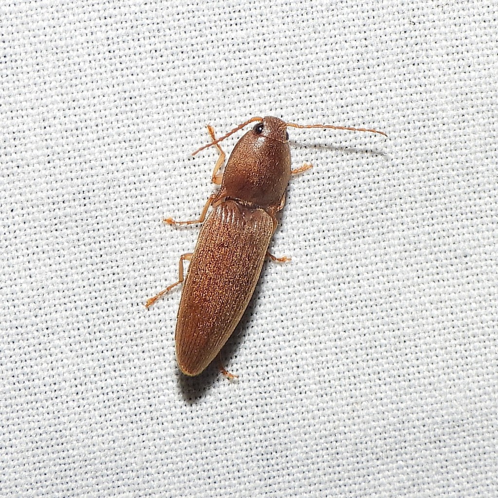 Conoderus lividus from Carroll County, MD, USA on August 06, 2021 at 08 ...