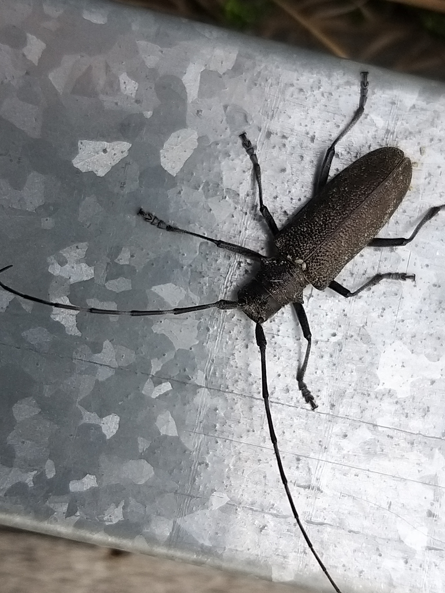 Monochamus sutor longulus Pic, 1898