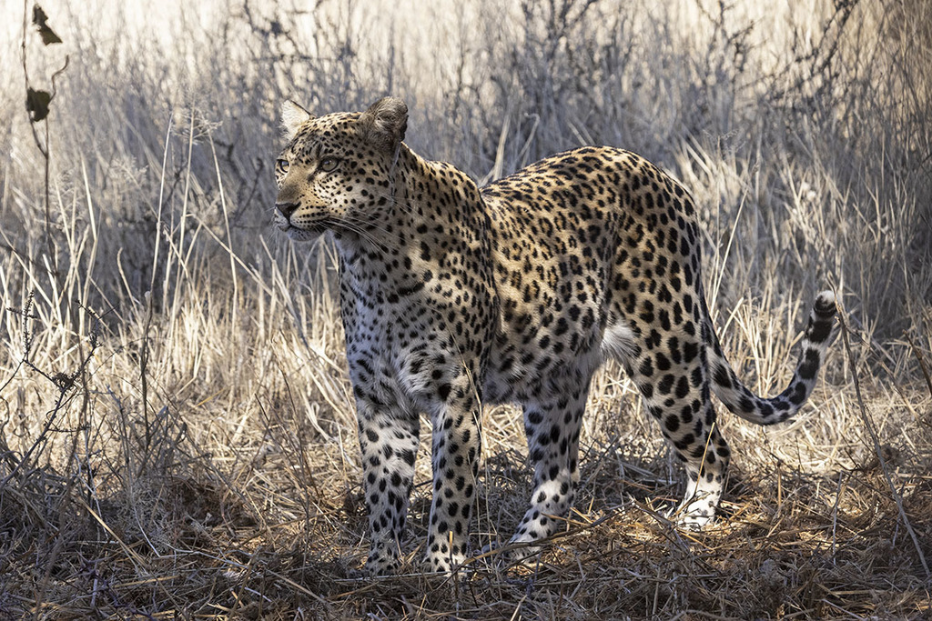 African Leopard in July 2021 by dushenkov · iNaturalist