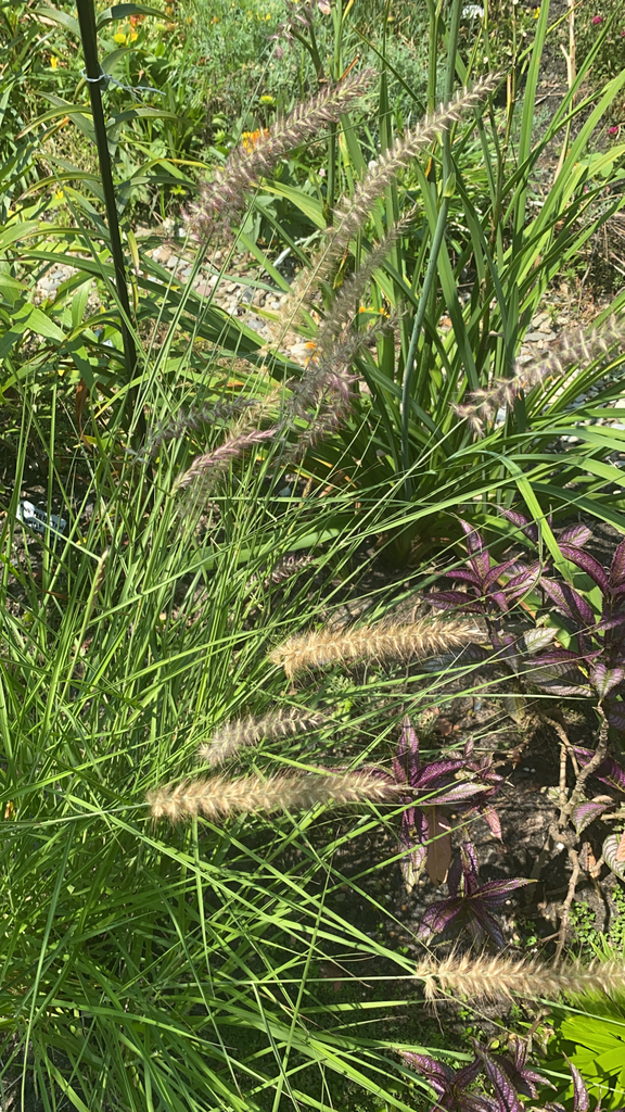 buffelgrass from Maplewood on August 11, 2021 at 12:47 PM by ...