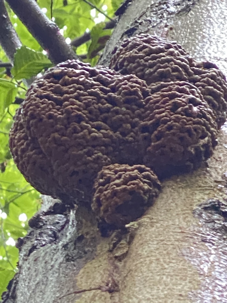 Sweet knot from Tackamac North Park, Blauvelt, NY, US on May 30, 2021 ...
