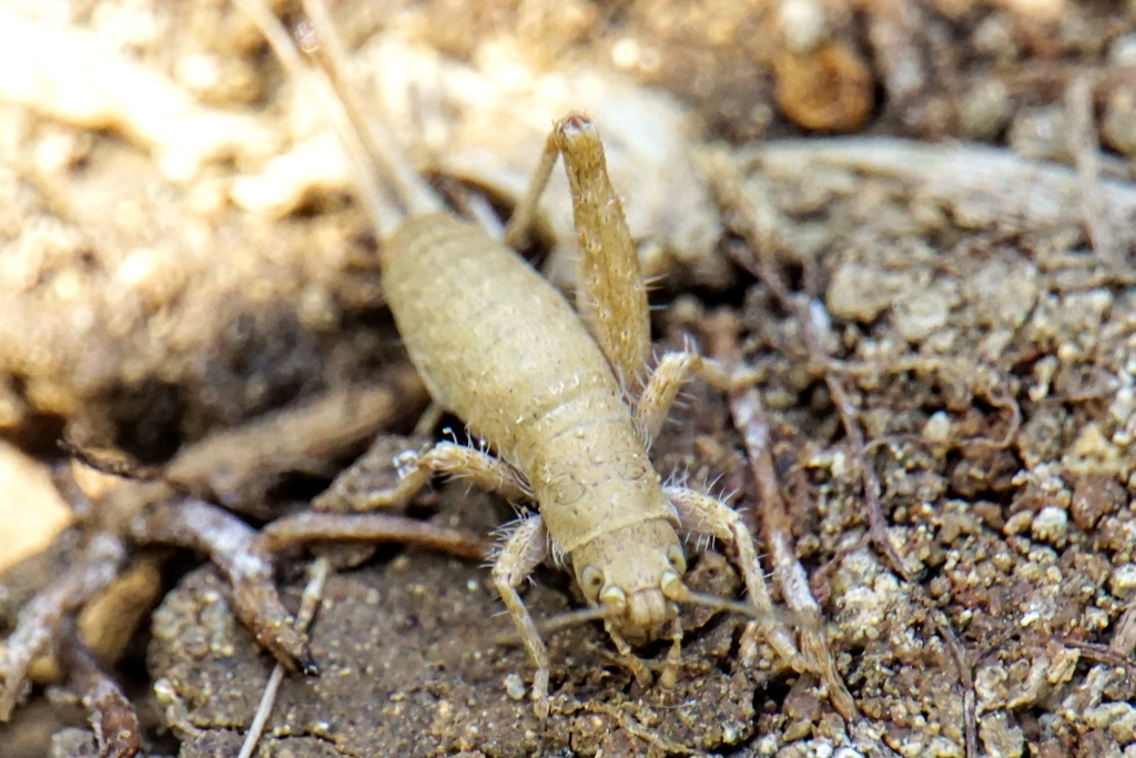 Hairy Scale-cricket from Mejaši, 21000, Split, Hrvatska on August 11 ...