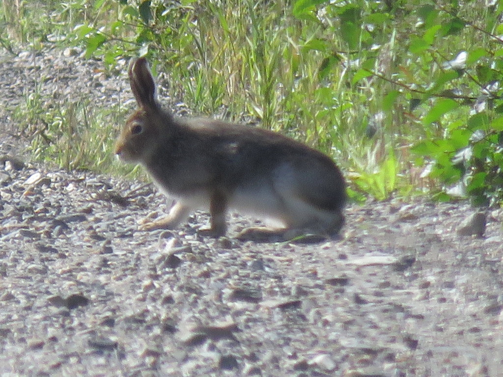 Alaskan Hare (Lepus othus) - Know Your Mammals