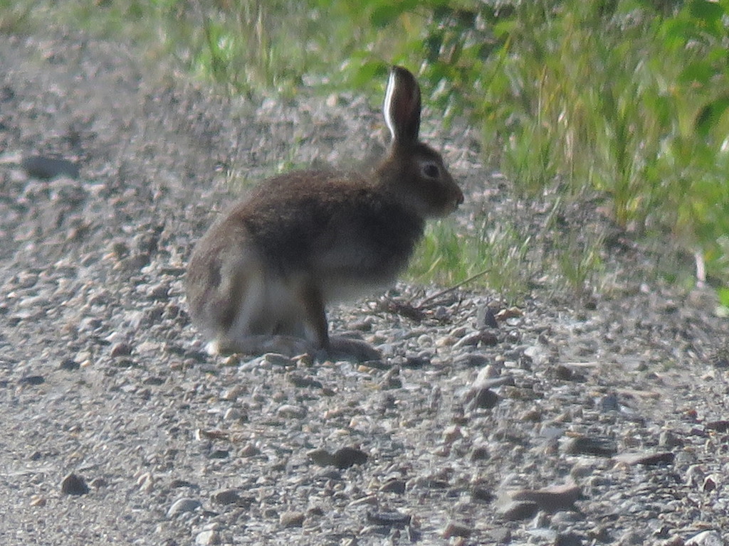 Alaskan Hare (Lepus othus) - Know Your Mammals