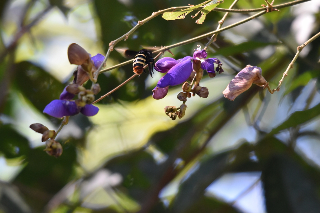 Eulaema from Manú Province, Peru on July 03, 2021 at 11:07 AM by JJ ...