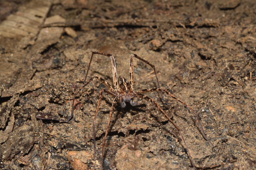 Wandering Spiders from Manú Province, Peru on July 13, 2021 at 08:13 PM ...