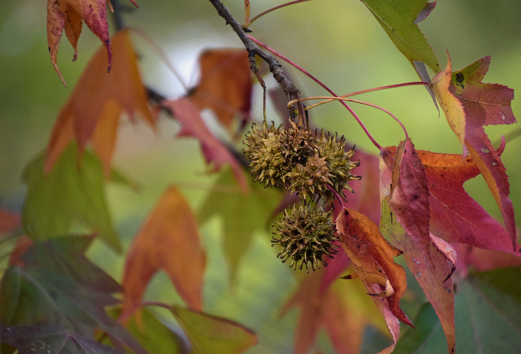 sweetgums (Liquidambar) - Botanical Realm