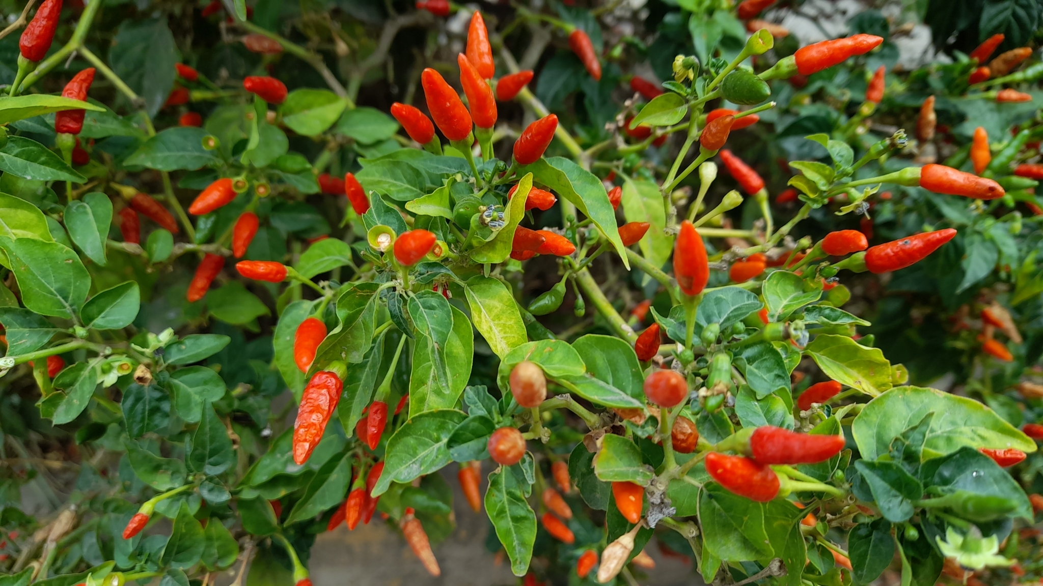 Capsicum frutescens L.