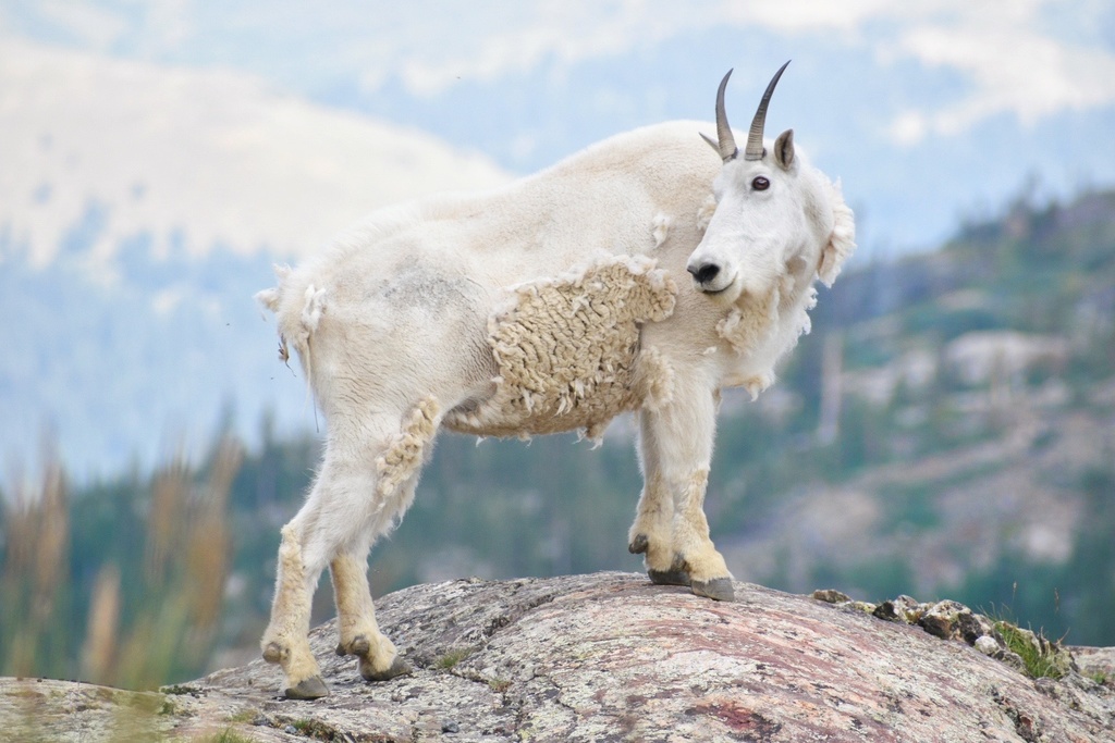 Mountain Goat in August 2021 by Aidan Campos · iNaturalist
