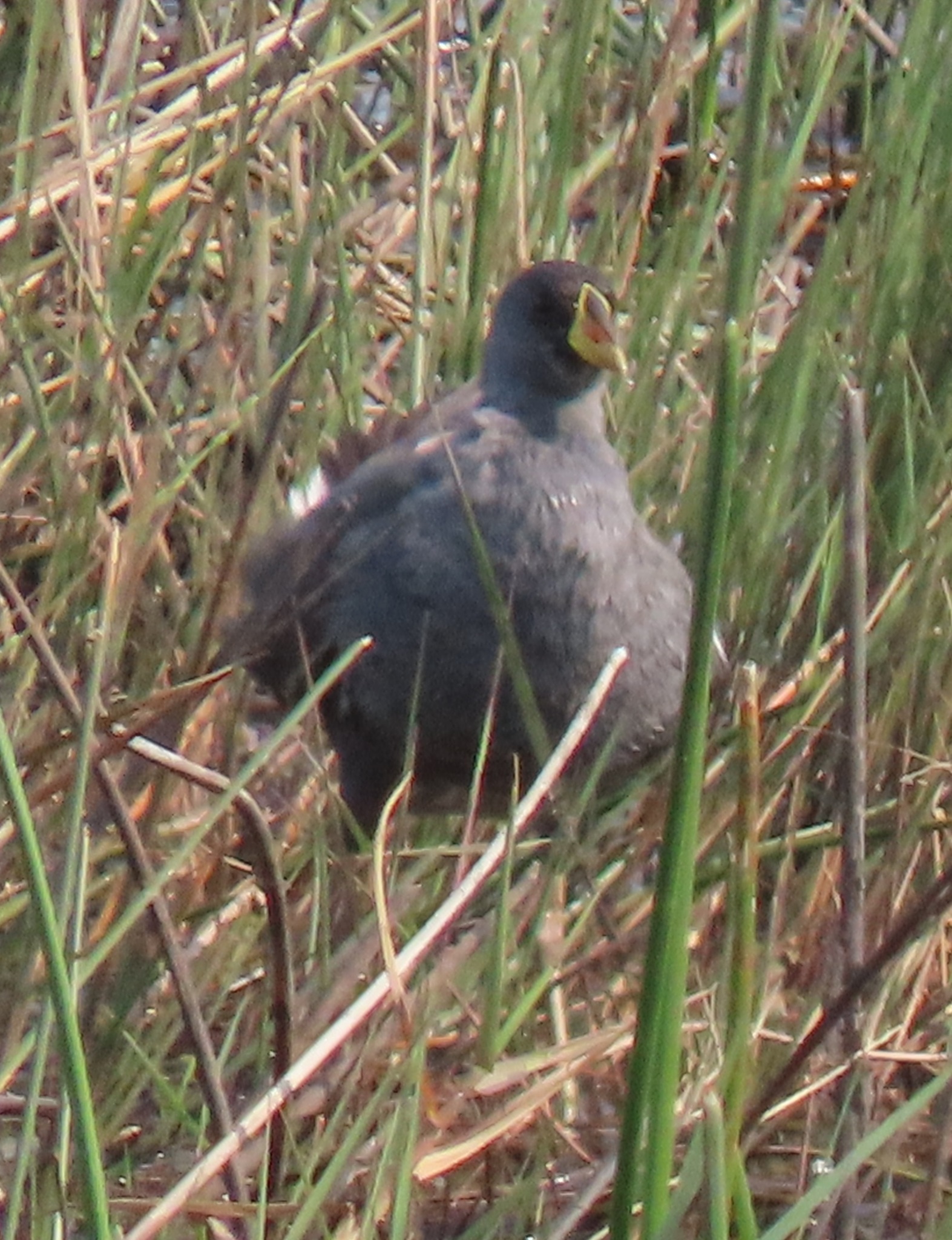 Gallinula angulata Sundevall, 1850