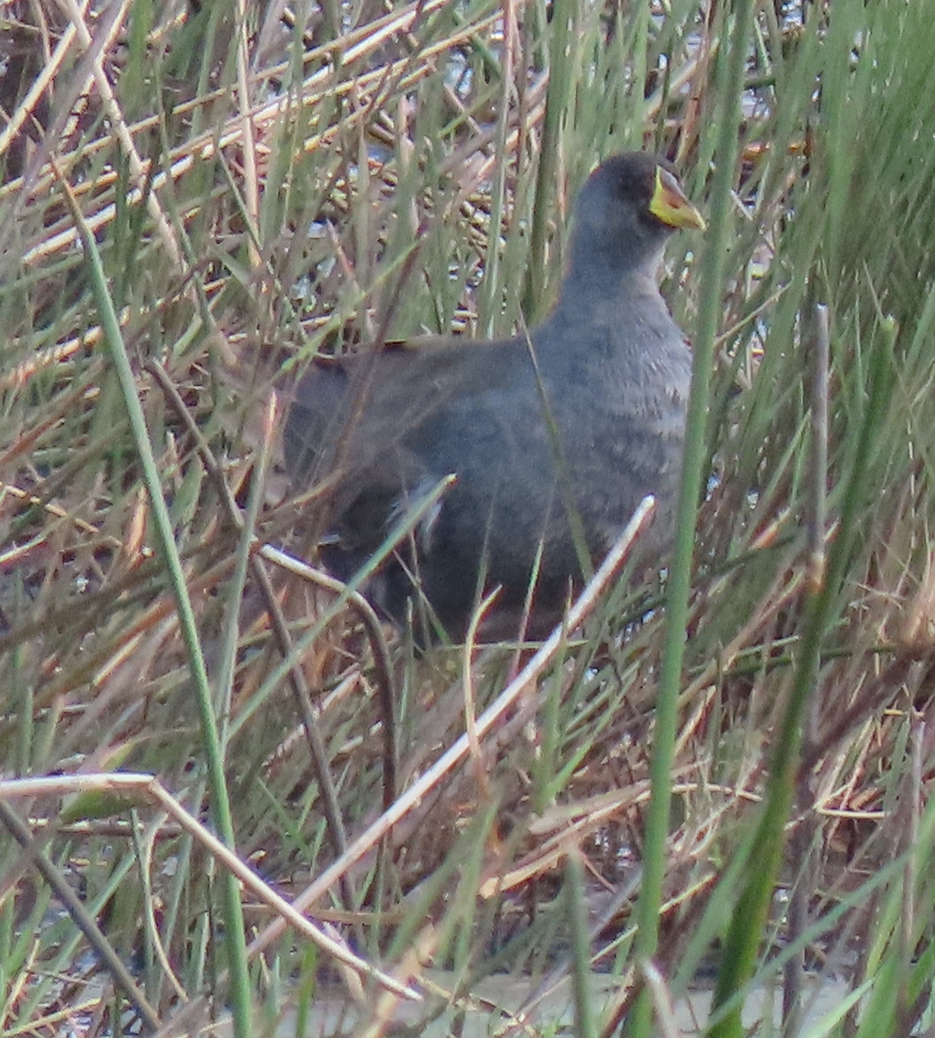 Gallinula angulata Sundevall, 1850