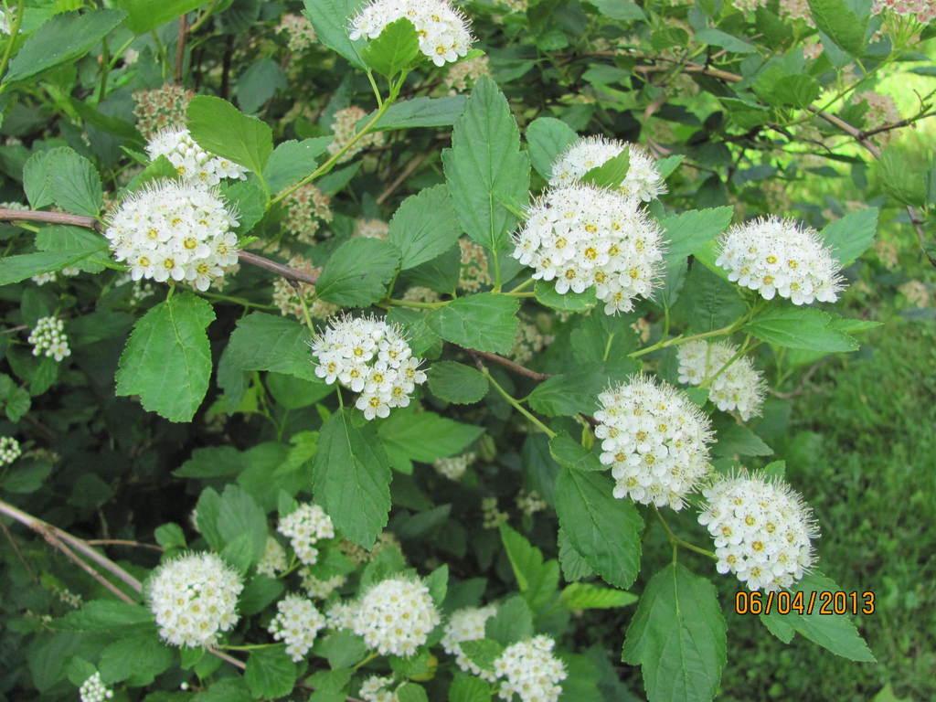 common ninebark in June 2013 by Chuck Thomas. in an edge area near a ...