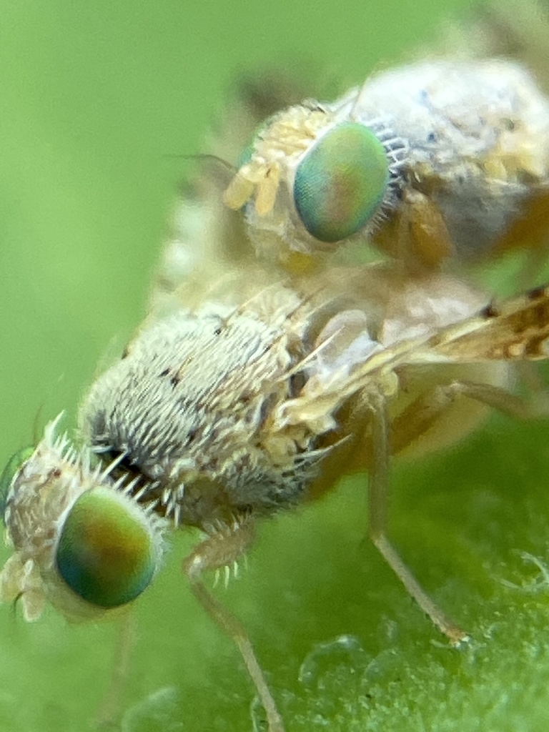Sourbush Seed Fly from Mission Trails Regional Park, San Diego, CA, US ...