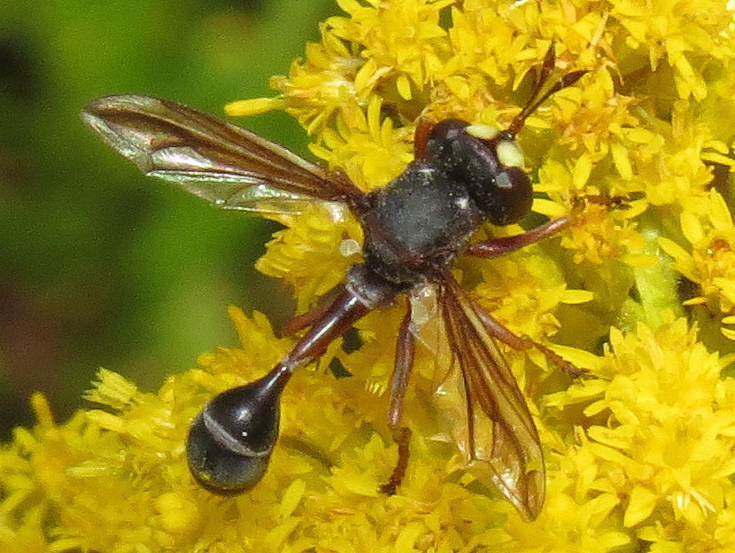 Physocephala furcillata (Seney and the Surrounding Areas Pollinators ...