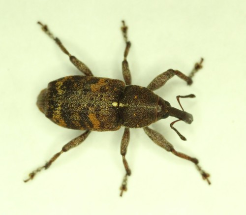 Pissodes fasciatus · iNaturalist