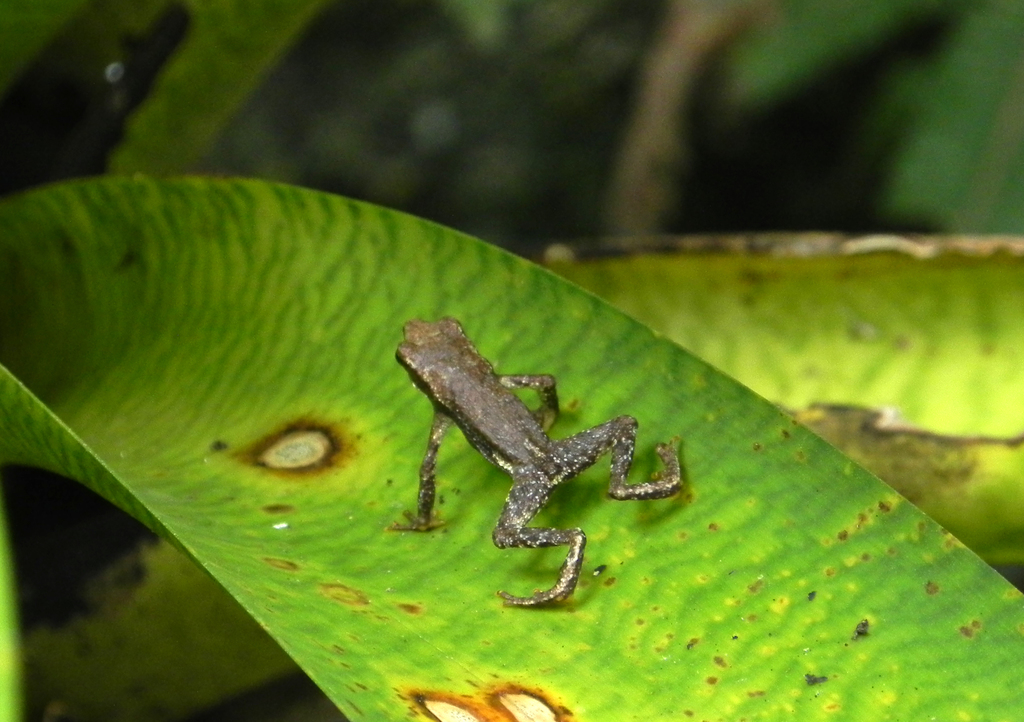 Coastal Tree Toad from Itatiaia - RJ, Brasil on November 13, 2011 at 07 ...