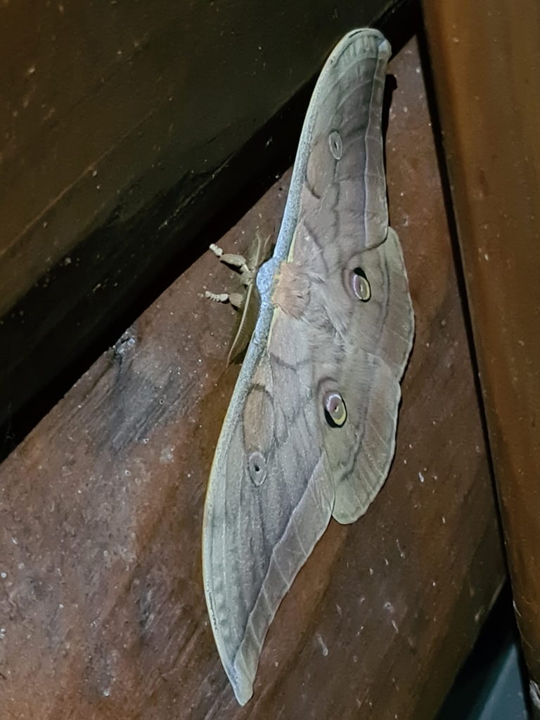 Japanese Silk Moth from 4202 Strahinj, Slowenien on August 11, 2021 at ...
