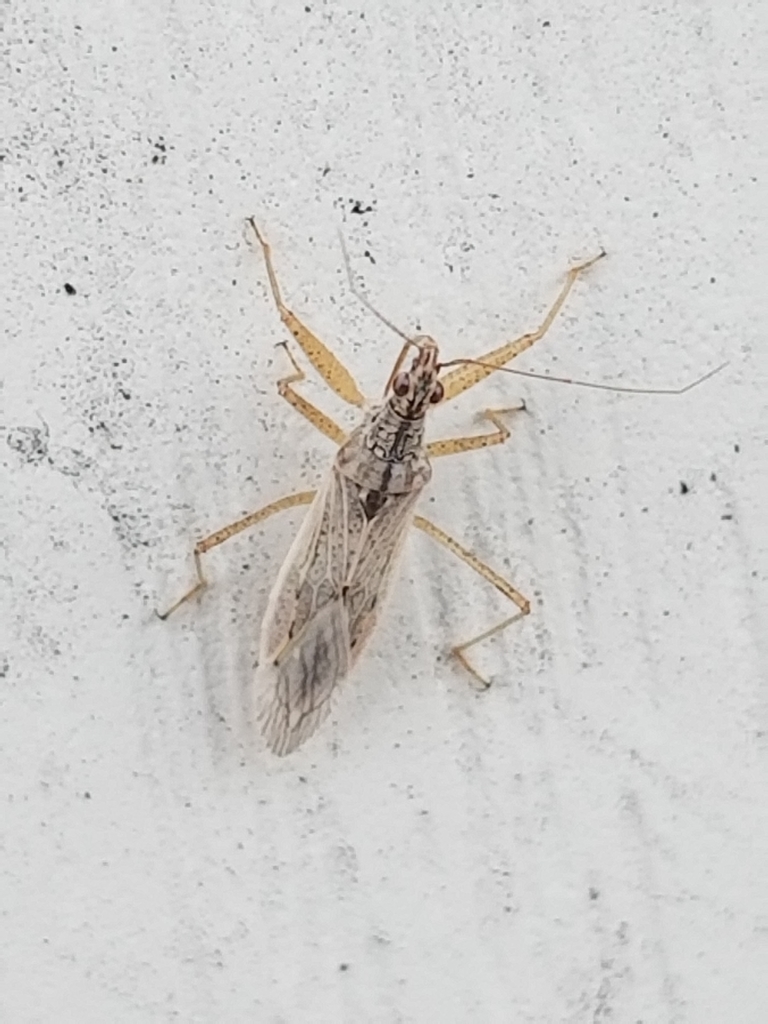 Common Damsel Bug from Chilliwack on August 10, 2021 at 08:48 PM by Em ...