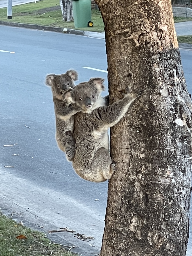 Koalas (Phascolarctidae) - Know Your Mammals