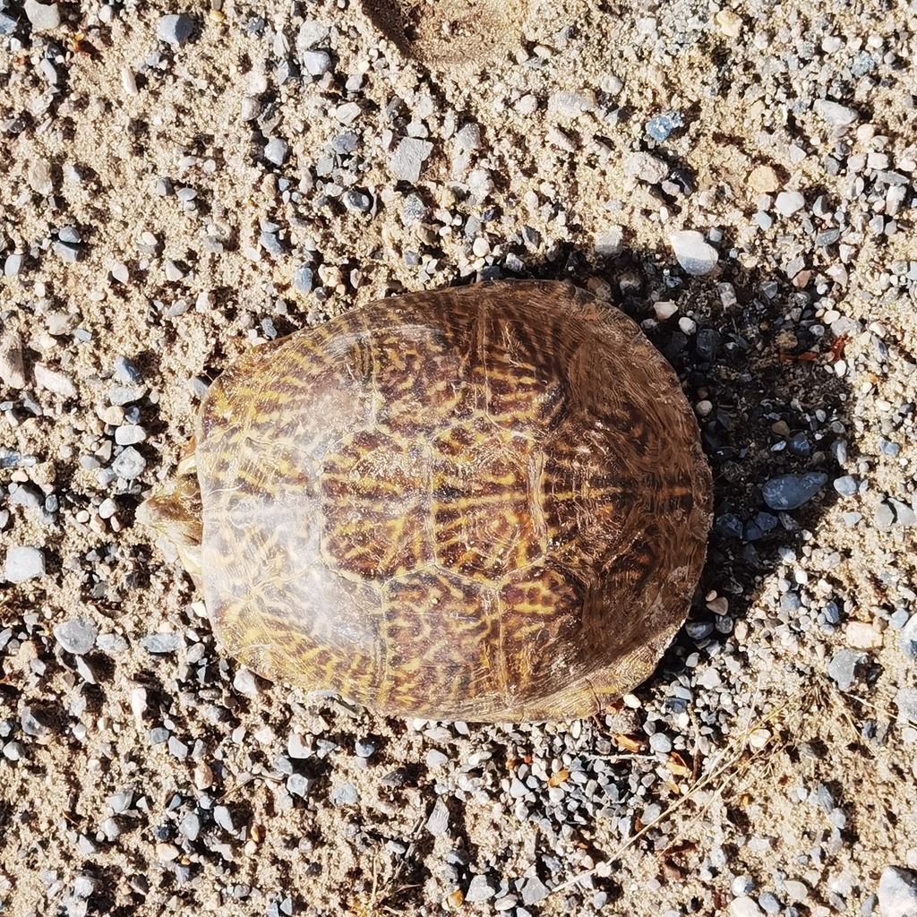 Desert Box Turtle in August 2021 by José Francisco Colorado-Dapa ...