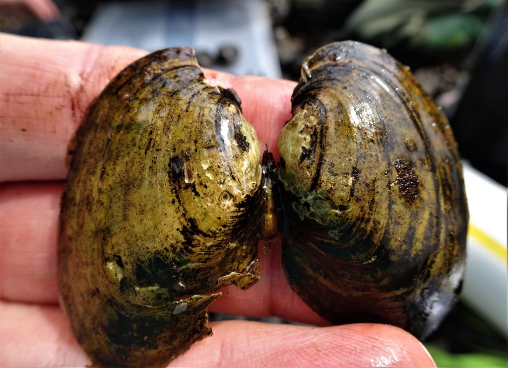 Creek Heelsplitter from Wolf River, Schoepke on August 05, 2021 by ...