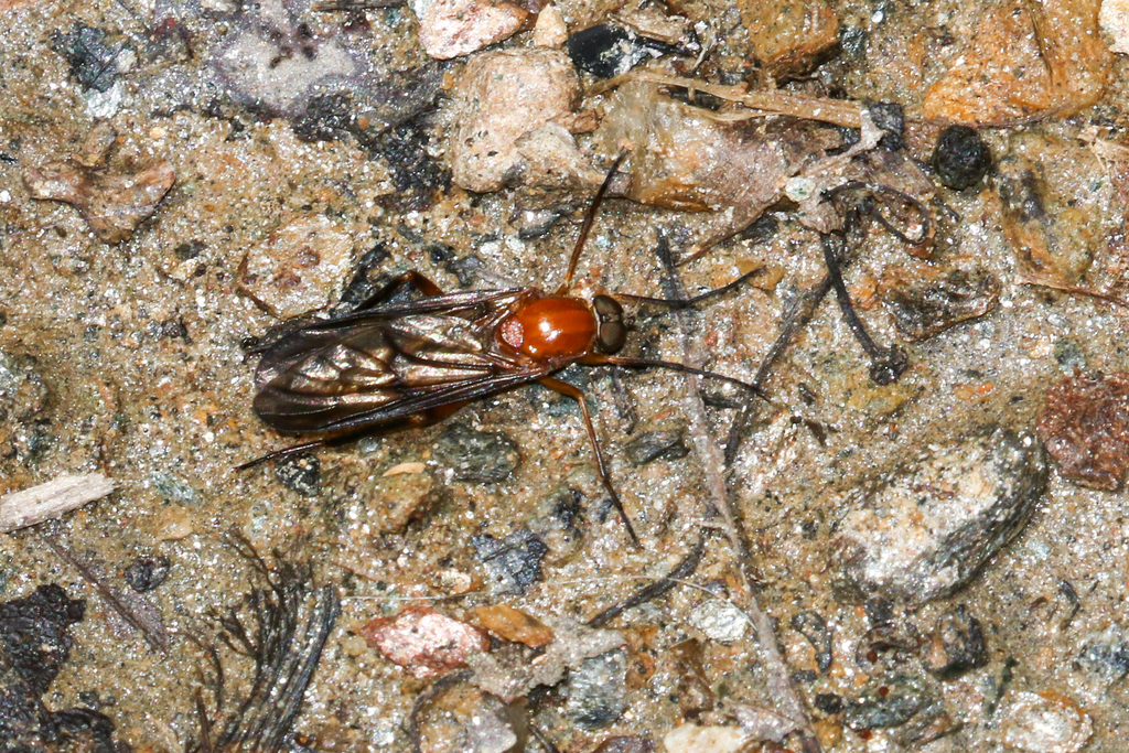 Dialysis rufithorax from Carroll County, MD, USA on June 23, 2021 at 11 ...