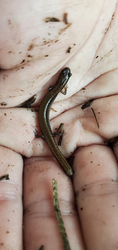 coastal plain dwarf salamander from Metcalf, GA 31792, USA on August 11 ...