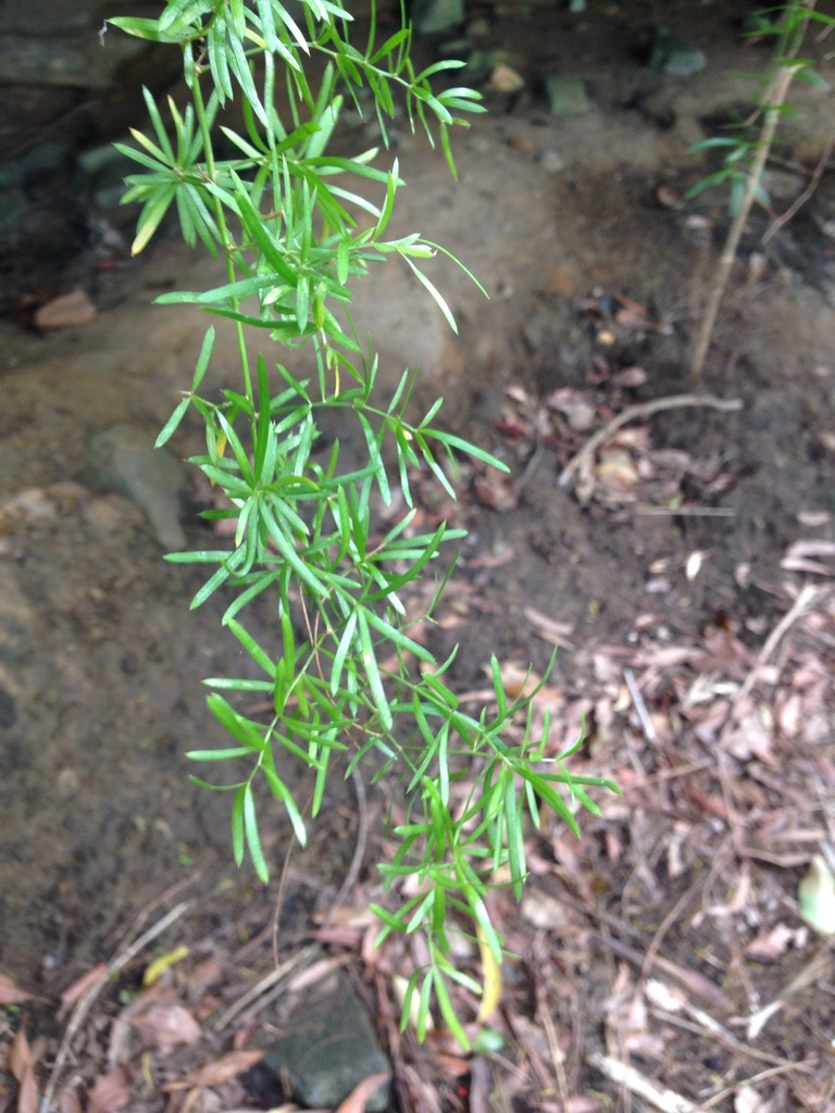 African Asparagus from Girrahween Park, Earlwood, NSW, AU on April 10 ...
