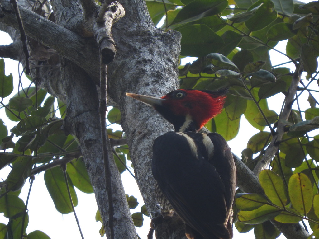 (Campephilus guatemalensis nelsoni) - Avian Discovery