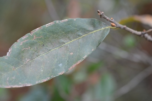 Encino (Quercus rubramenta)