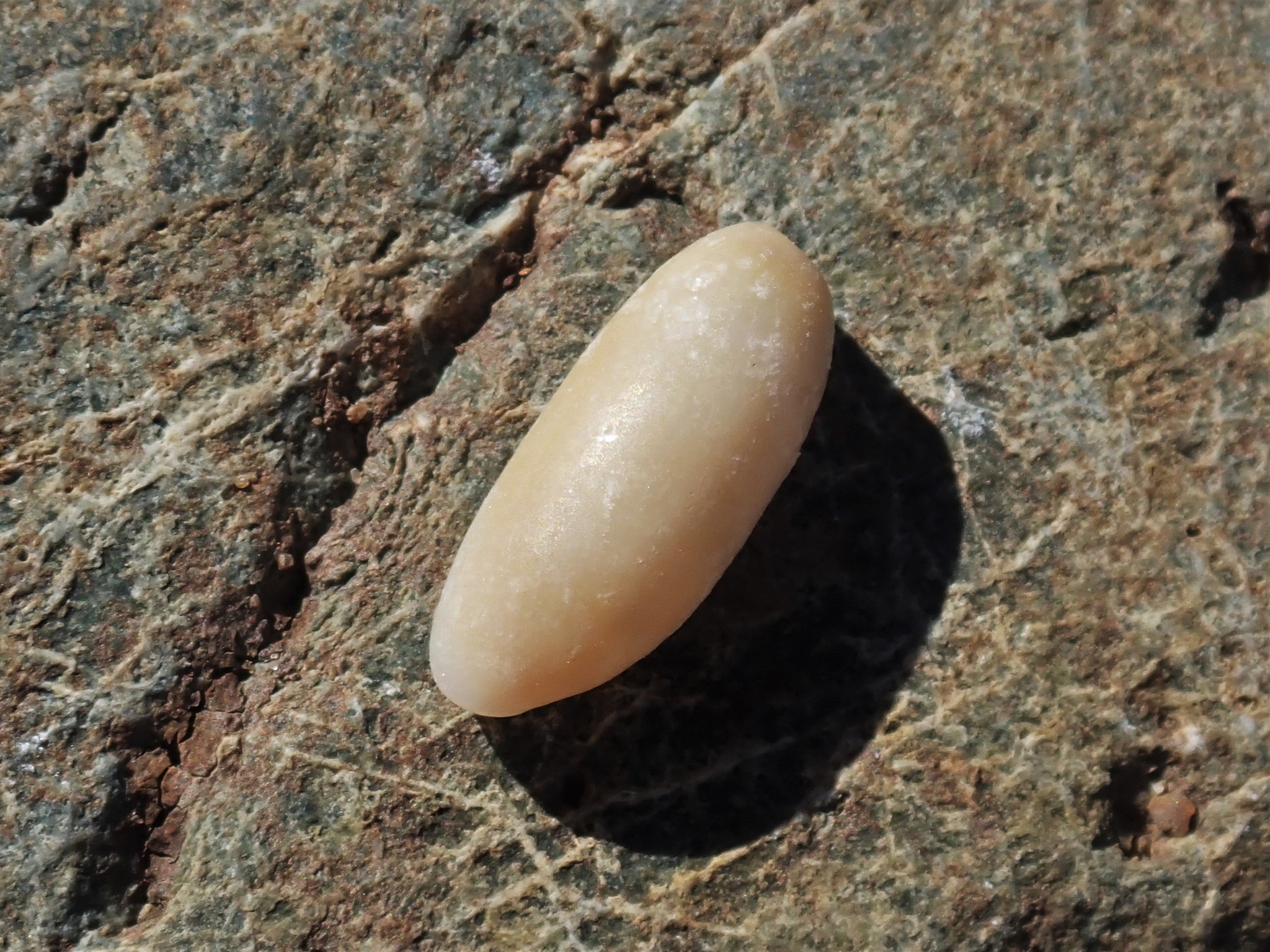 Mnestia H.Adams & A.Adams, 1854