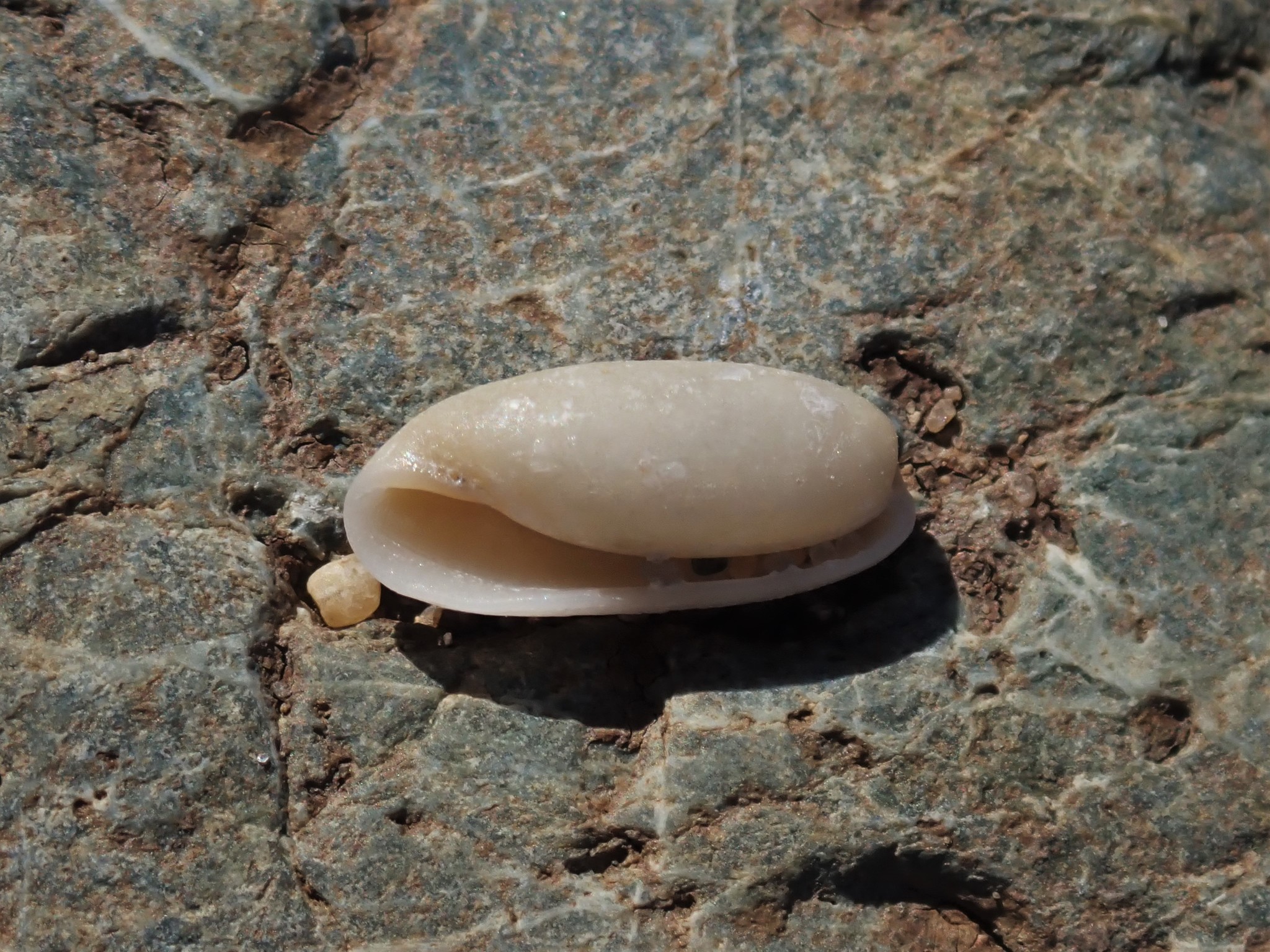 Mnestia H.Adams & A.Adams, 1854