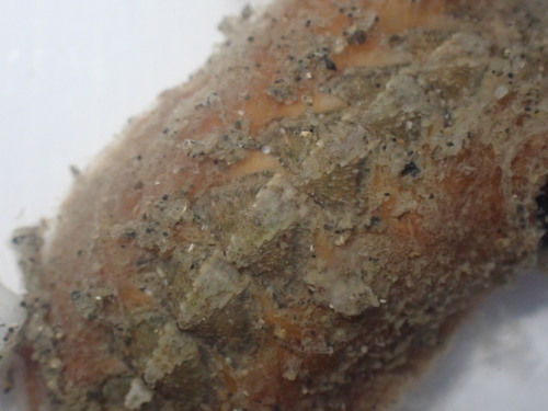 Notoplax mariae · iNaturalist