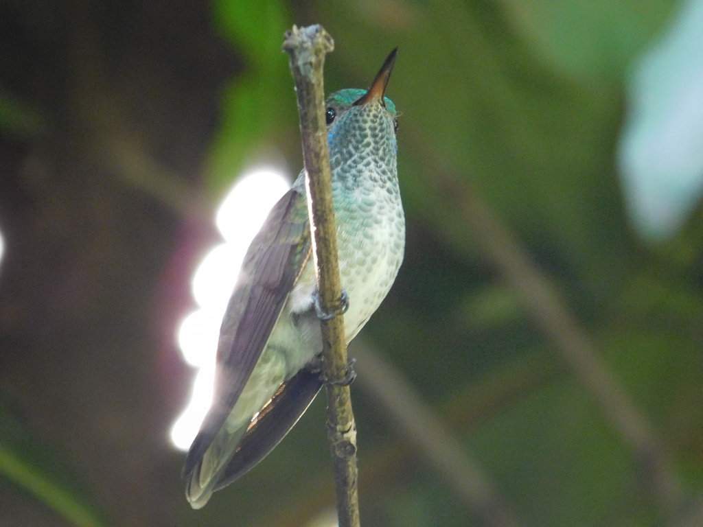 Hummingbirds from Jardin de los Picaflores, Fray Luis Beltrán 150 ...