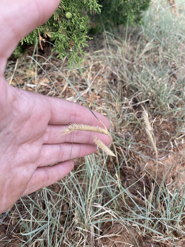 gramas from Caprock Canyons State Park & Trailway, Quitaque, TX, US on ...
