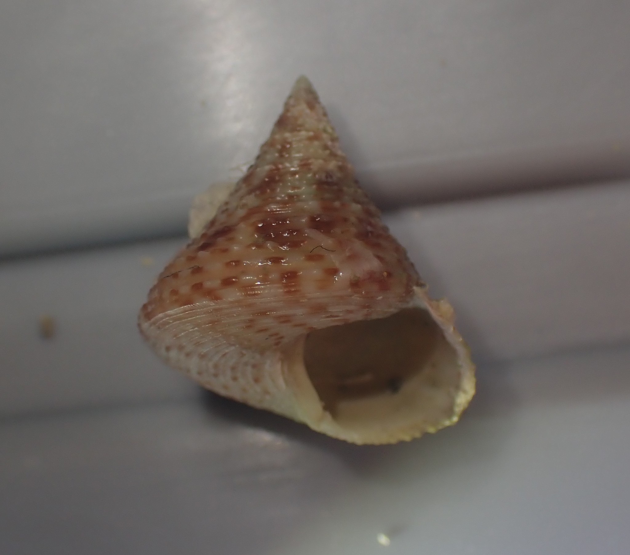 Maurea pellucida (Valenciennes, 1846)