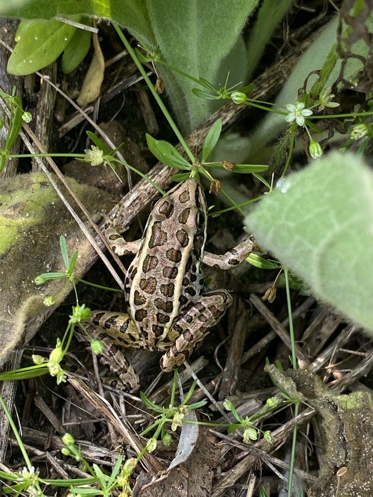 Pickerel Frog in August 2021 by euryxnema · iNaturalist