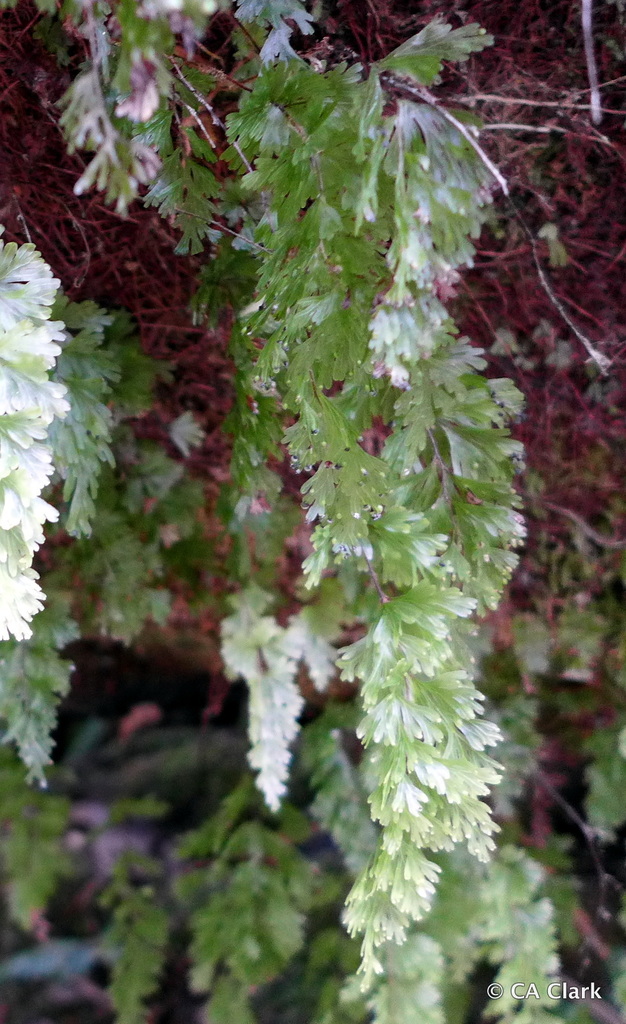 shiny filmy-fern from Potaema Swamp, Egmont National Park, Taranaki ...