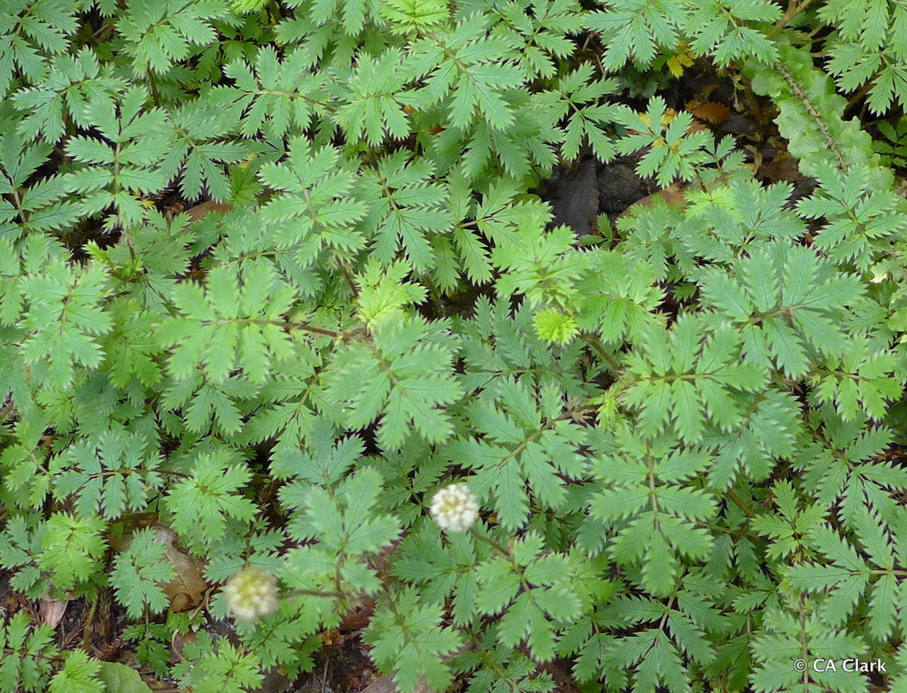 bidgee-widgee from Potaema Swamp, Egmont National Park, Taranaki, New ...