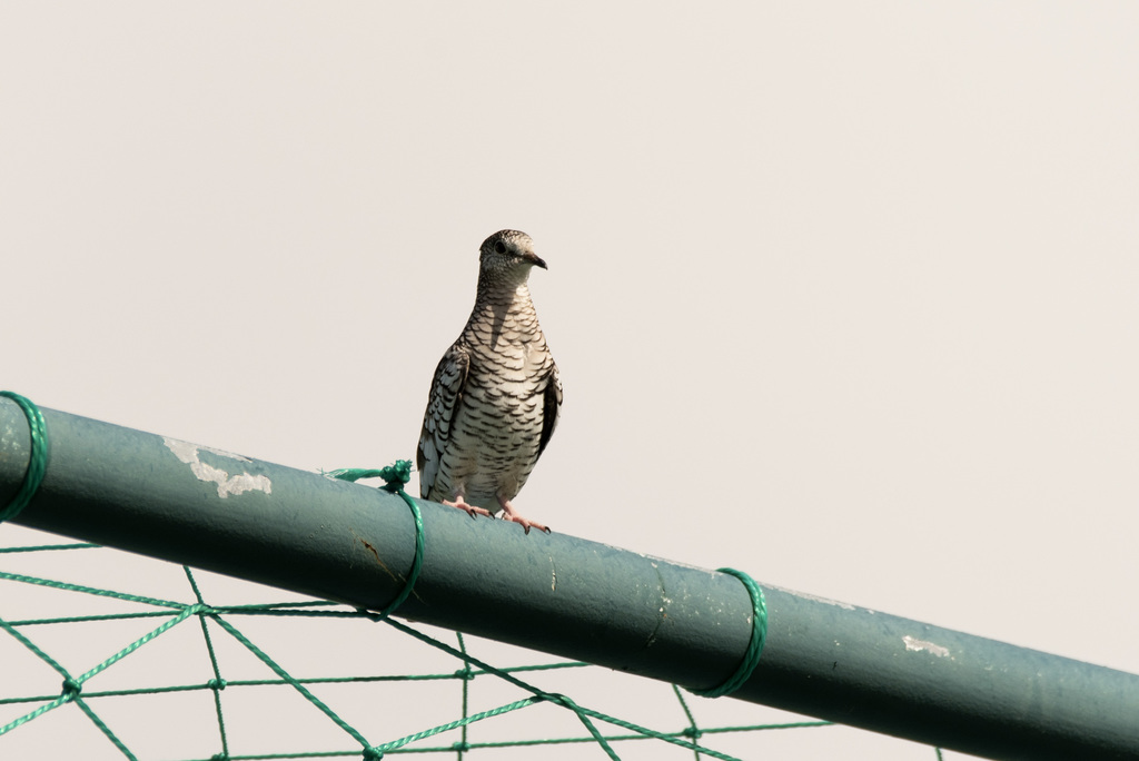 Scaled Dove from Tamandaré - PE, Brasil on September 27, 2020 at 08:24 ...