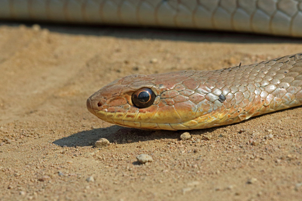 Olive Whip Snake from Katanga Province, Democratic Republic of Congo on ...