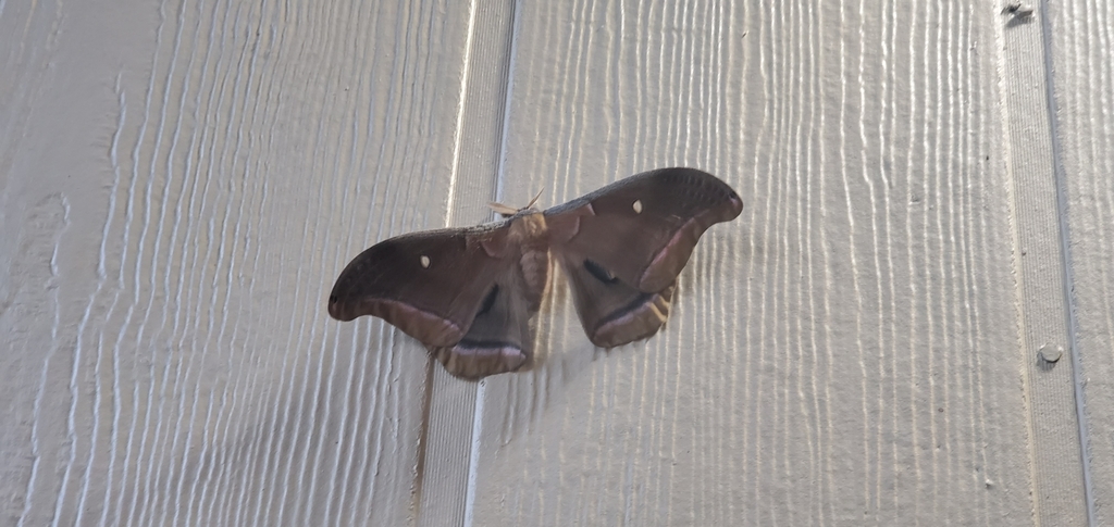 Polyphemus Moth from Manhattan, KS, USA on August 11, 2021 at 08:23 PM ...