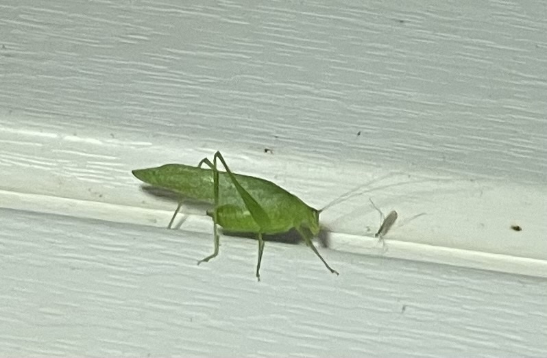 Modest Katydid in August 2021 by katrous · iNaturalist