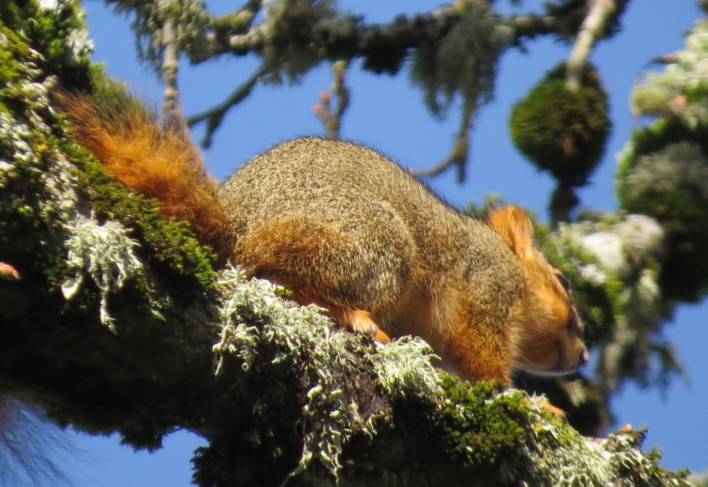 Eastern Fox Squirrel from Corvallis, OR, USA on January 22, 2016 at 01: ...
