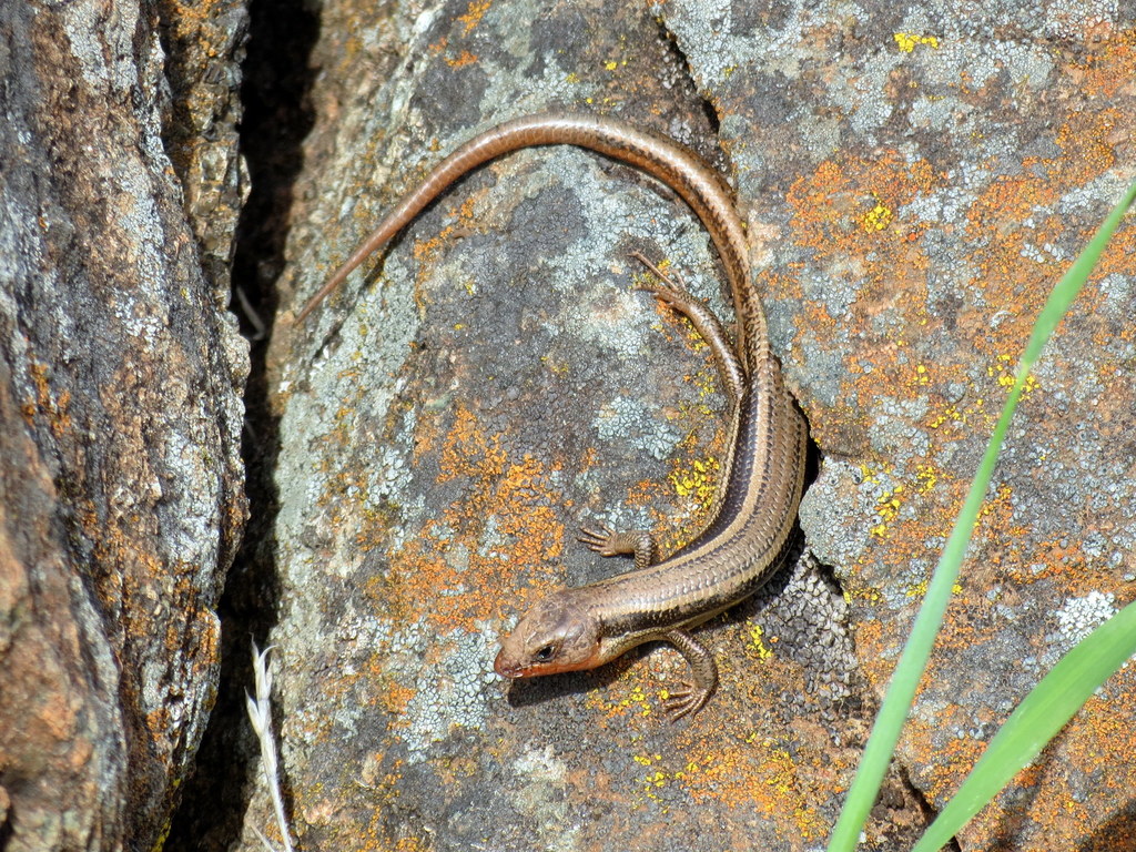 Western Skink from San Mateo County, CA, USA on April 9, 2018 at 04:44 ...