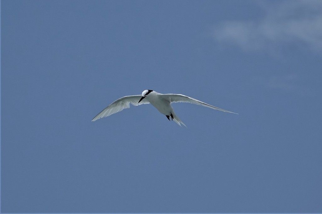 Black-naped Tern from 香港 on August 10, 2021 at 11:09 AM by albertkwok20 ...